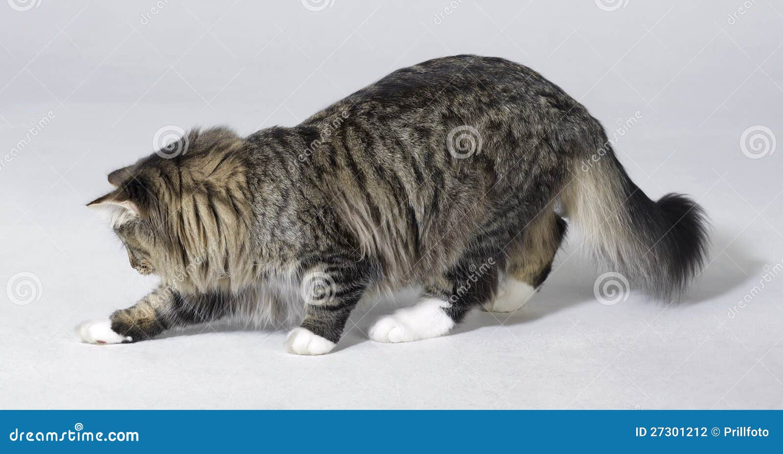 Norsk skogkatt arkivfoto. Bild av bekvämlighet, isolerat - 27301212