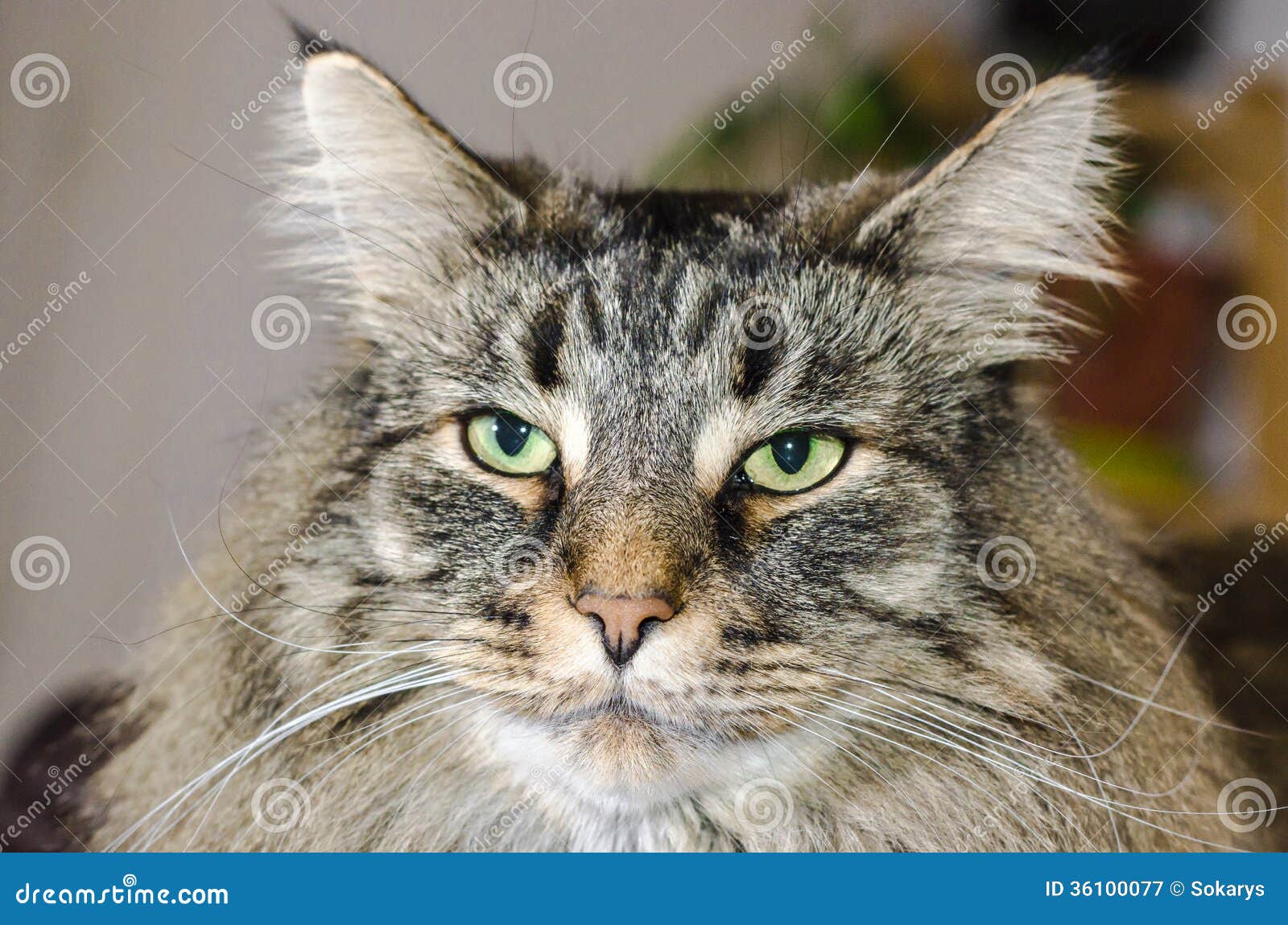 Norsk skogkatt fotografering för bildbyråer. Bild av husdjur - 36100077