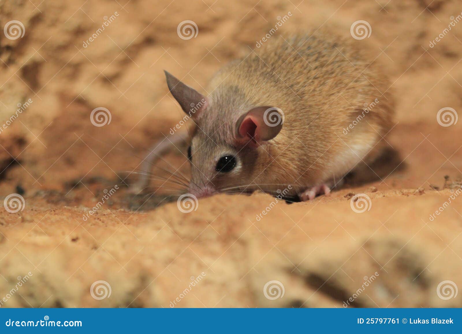 North african gerbil stock image. Image of animal, nature - 25797761