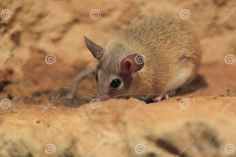 North african gerbil stock image. Image of animal, nature - 25797761