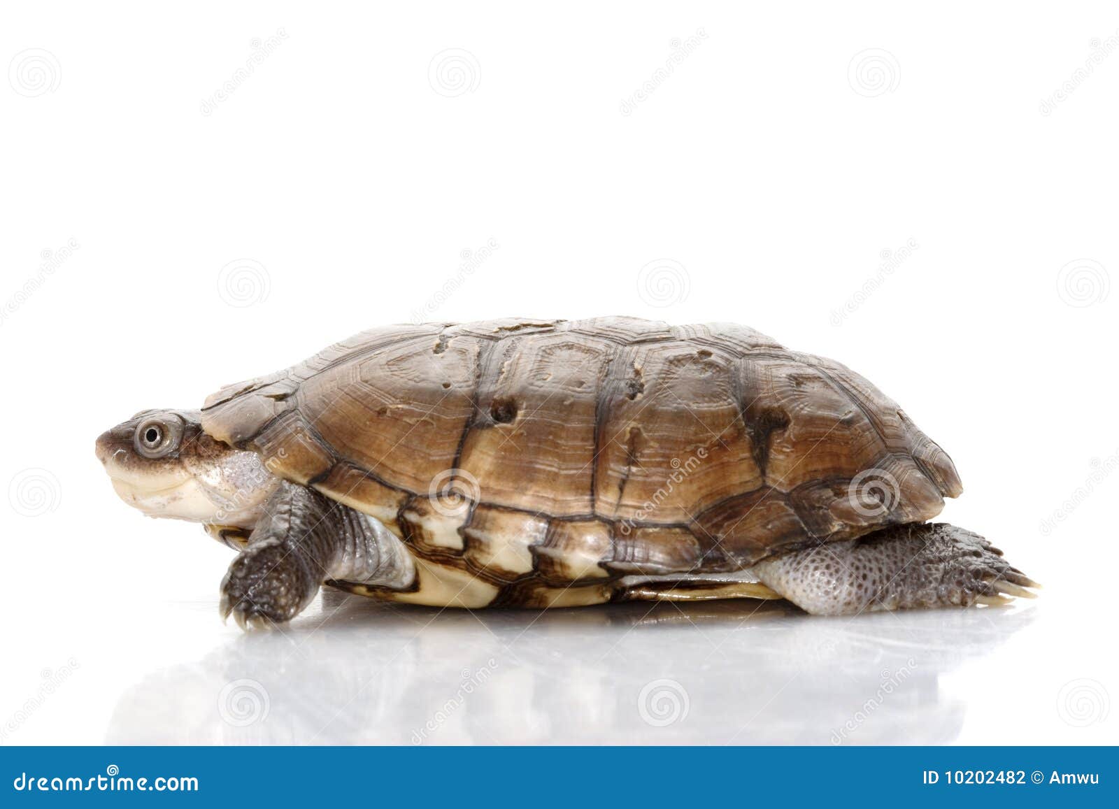 North African Helmeted Turtle Stock Photo - Image of isolated, exotic ...