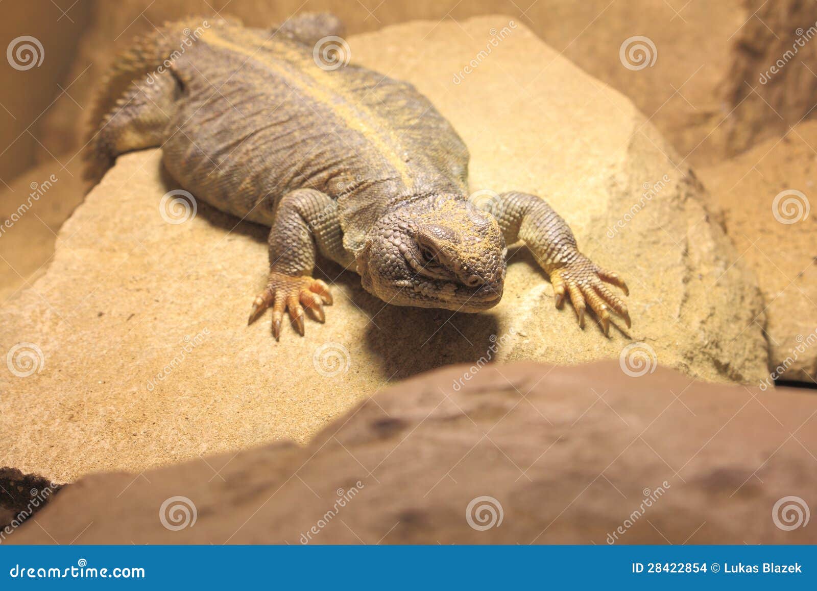 North African Spiny-tailed Lizard (Uromastyx Acanthinura) Royalty-Free ...