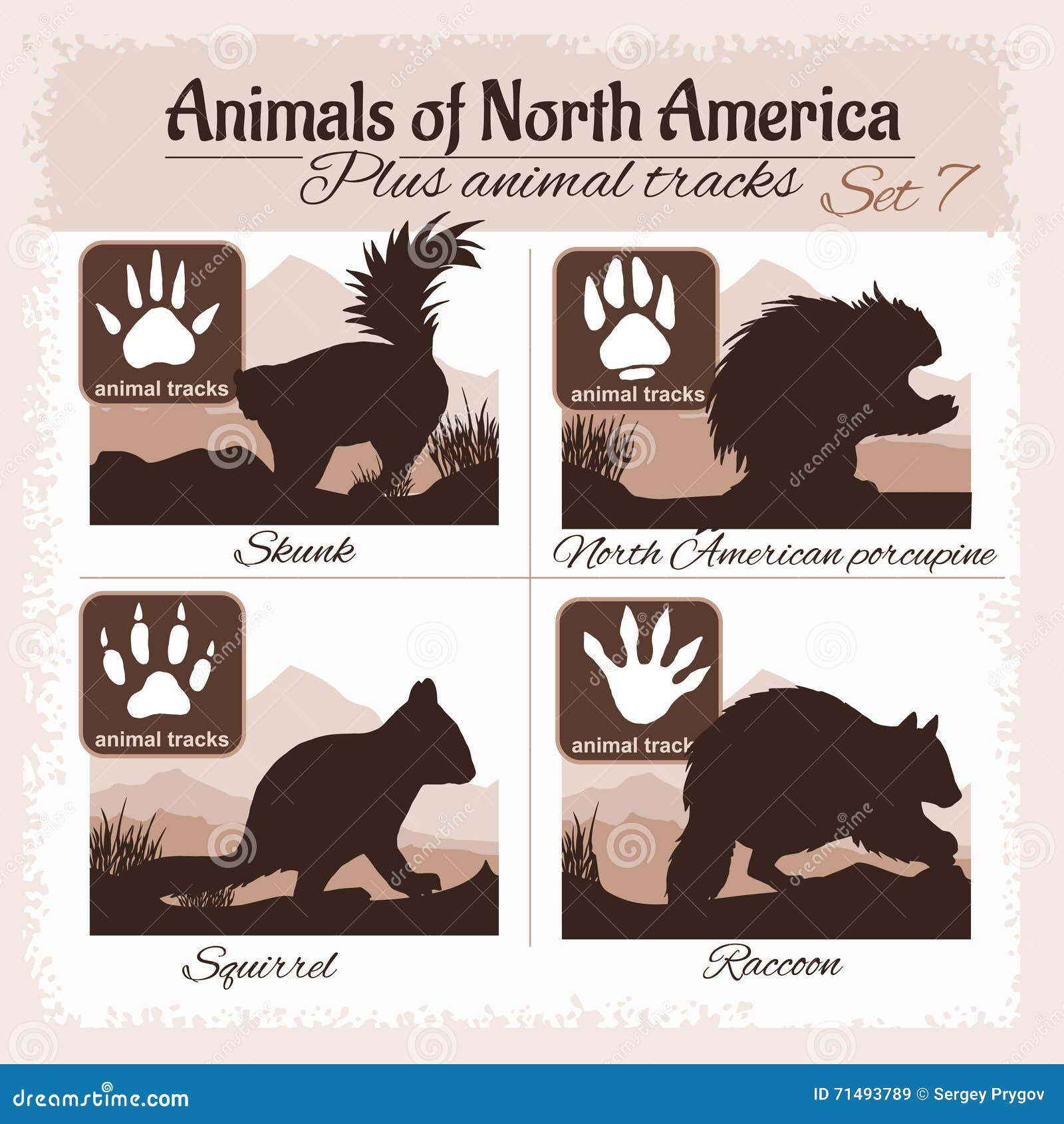 North America Animals and Animal Tracks, Footprints. Stock Vector ...
