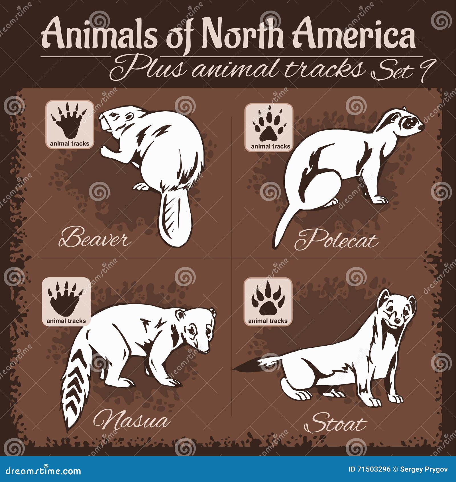 Stoat Tracks Black Footprints Vector Illustration | CartoonDealer.com ...