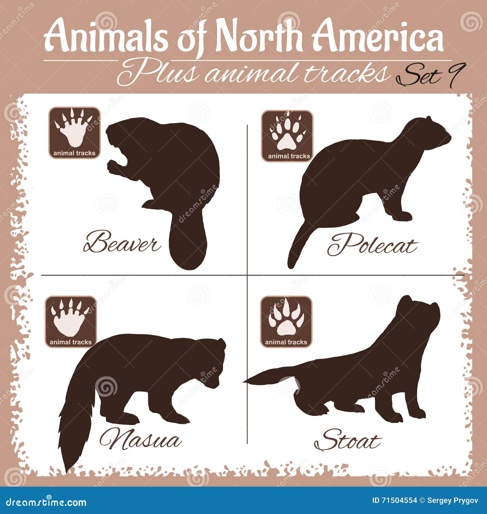 North America Animals and Animal Tracks, Footprints. Stock Vector ...