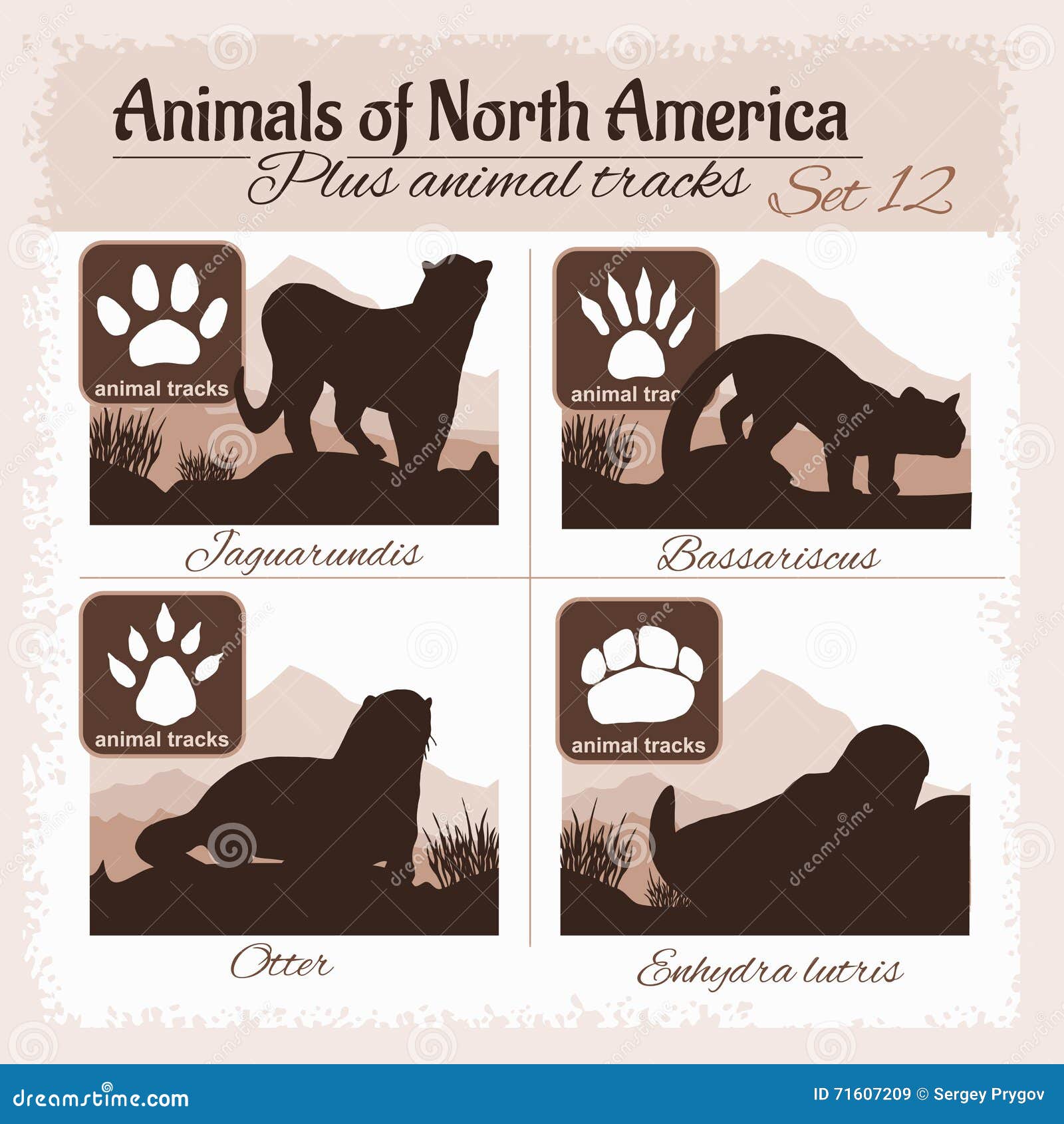 North America Animals and Animal Tracks, Footprints. Stock Vector ...