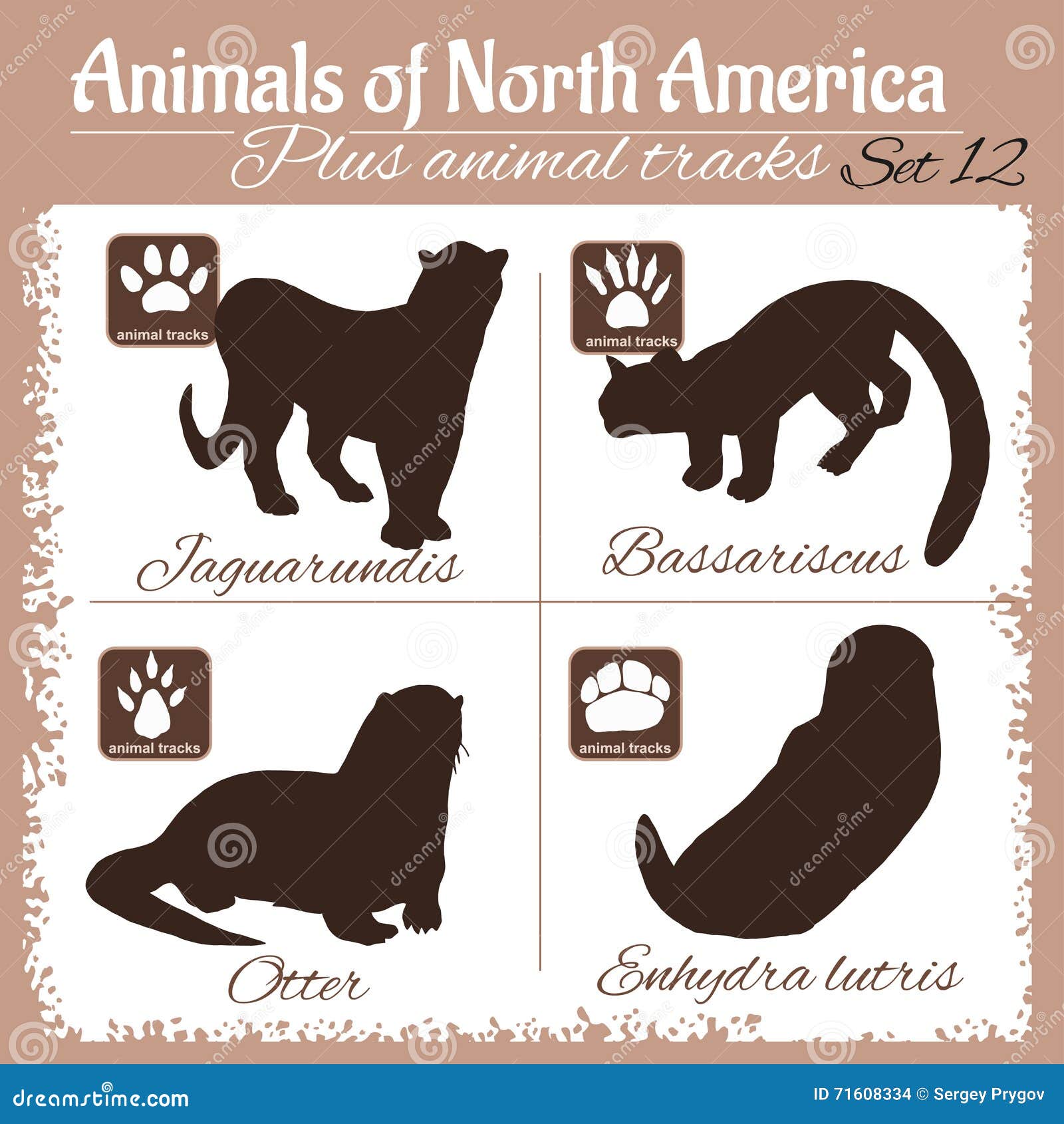 North America Animals and Animal Tracks, Footprints. Stock Vector ...