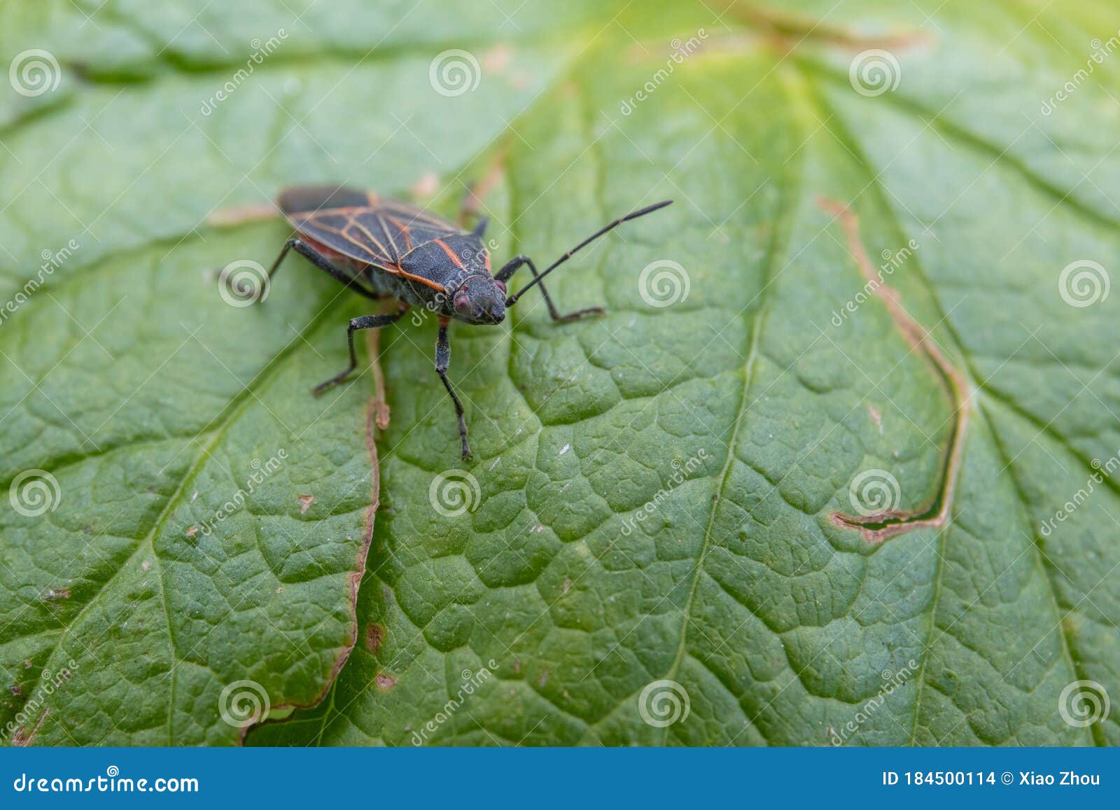 Box elder Bug stock photo. Image of nature, eyes, tree - 184500114