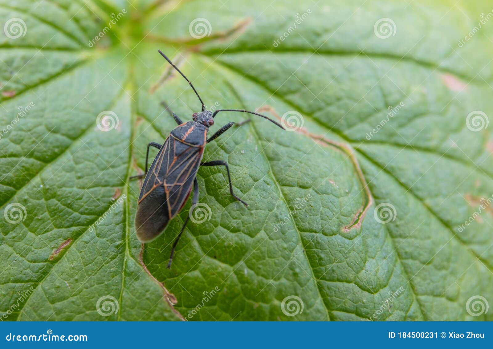 Box elder Bug stock image. Image of honey, cute, wilderness - 184500231