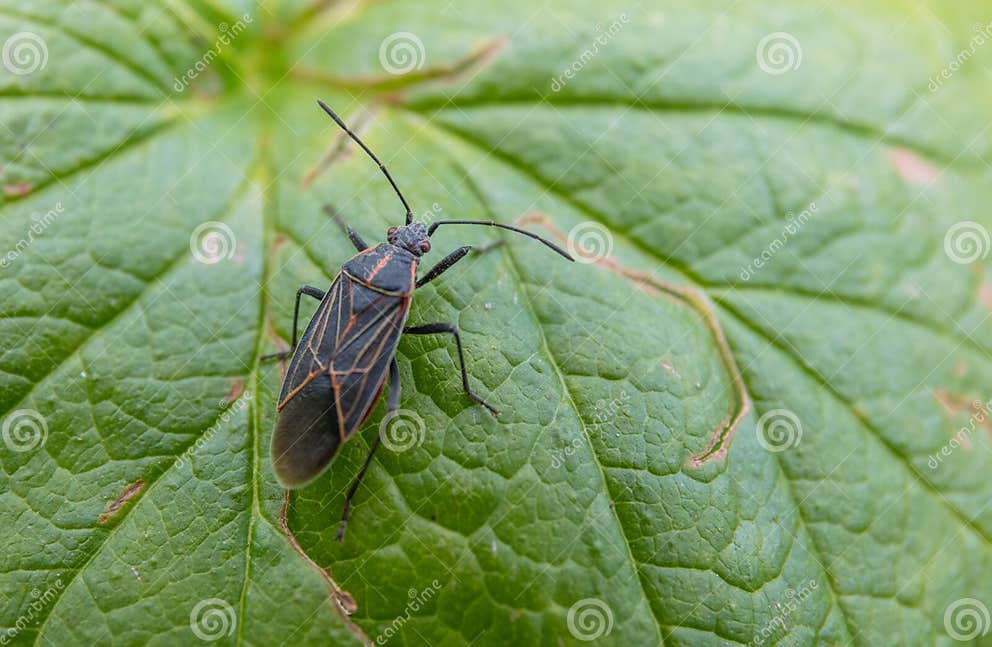 Box elder Bug stock image. Image of honey, cute, wilderness - 184500231