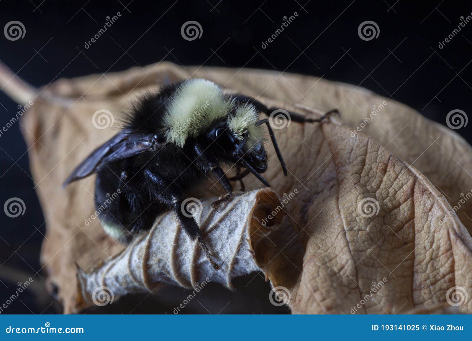 Portrait Of Bumble Bee On Mexican Sunflower Royalty-Free Stock Image ...