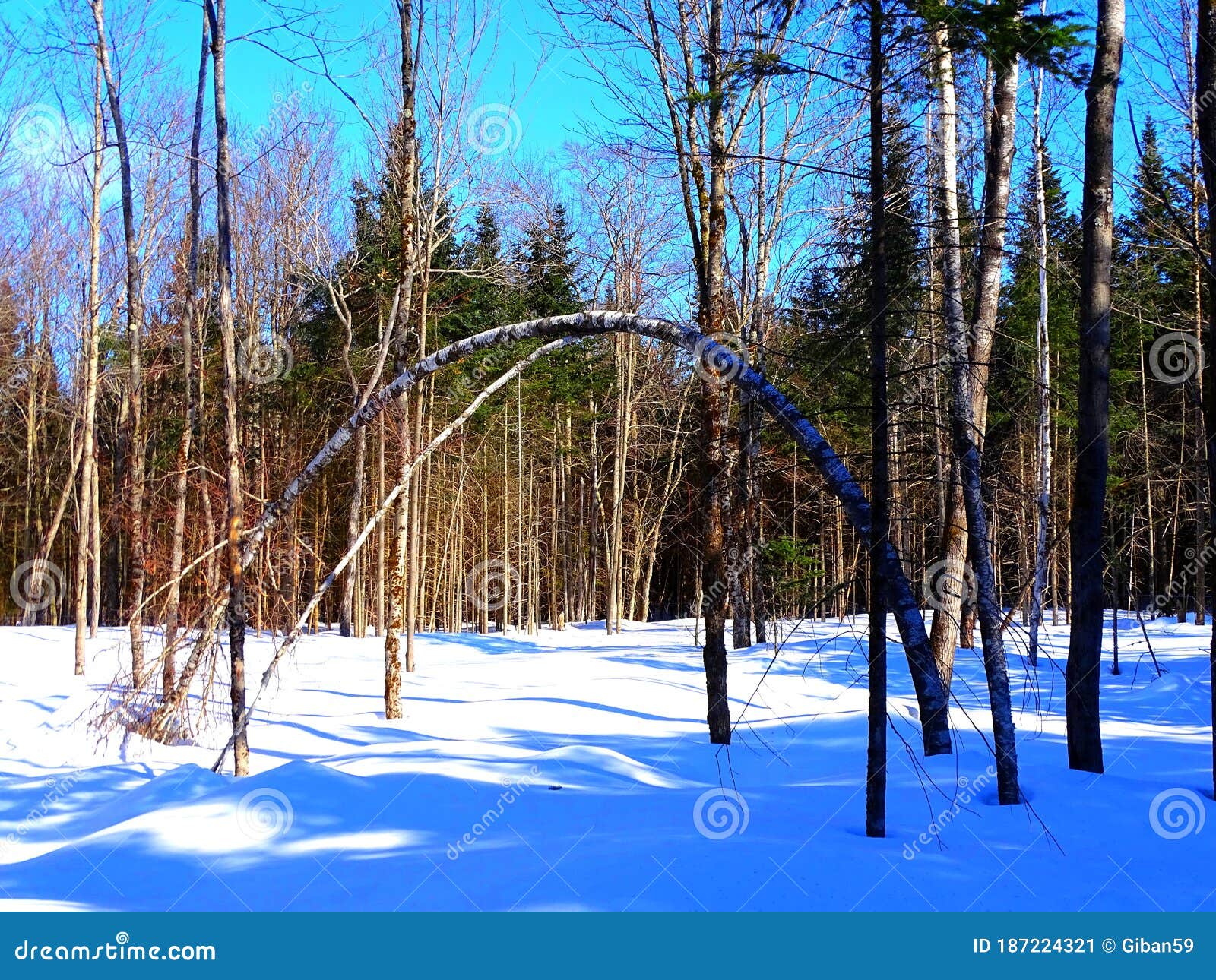North America, Canada, Forest Under the Snow Stock Image - Image of ...