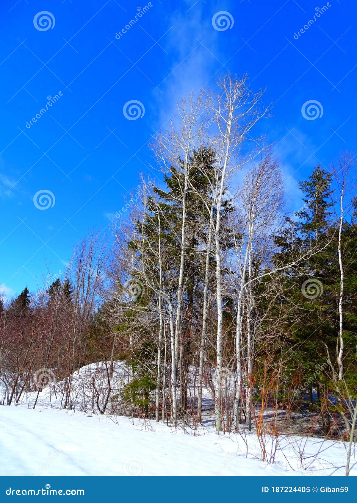 North America, Canada, Forest Under the Snow Stock Image - Image of ...