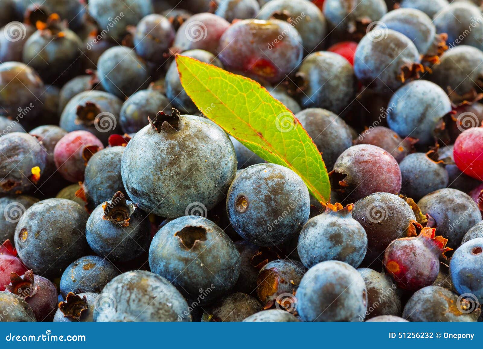 North America Lowbush Blueberries Stock Photo - Image of north, america ...