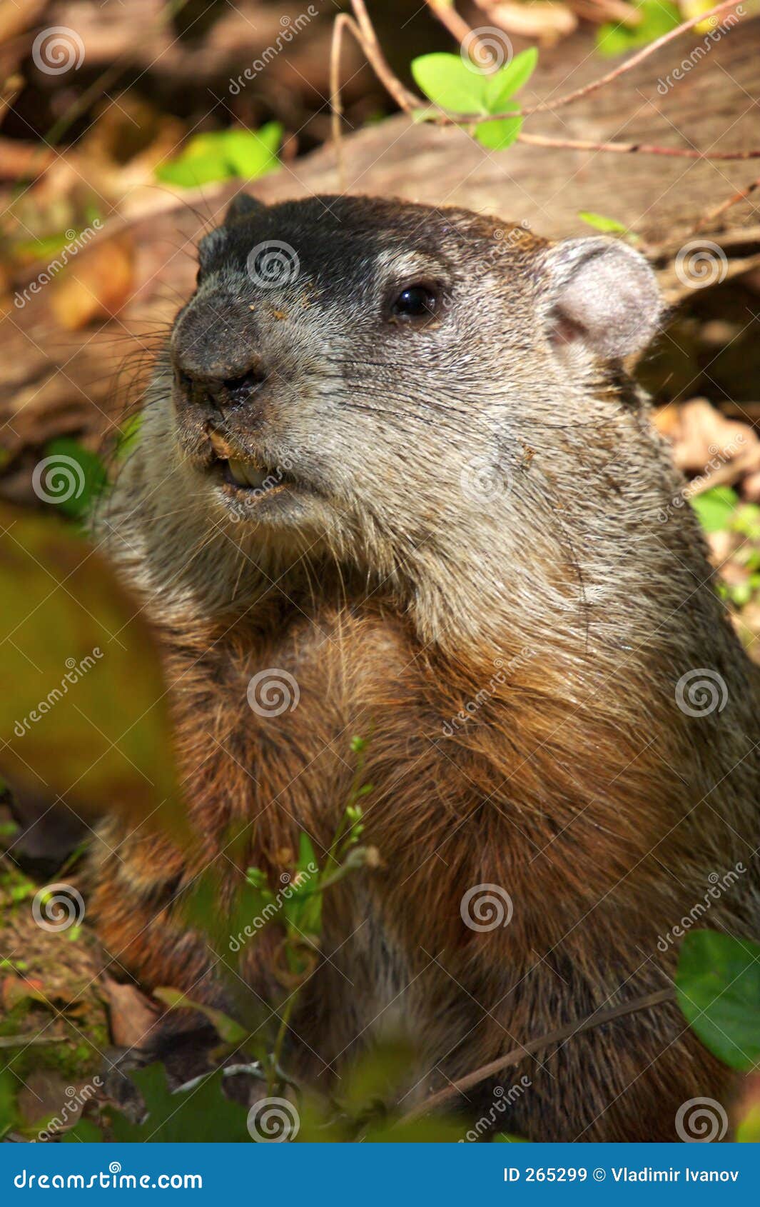 North America marmot stock image. Image of marmot, diggings - 265299
