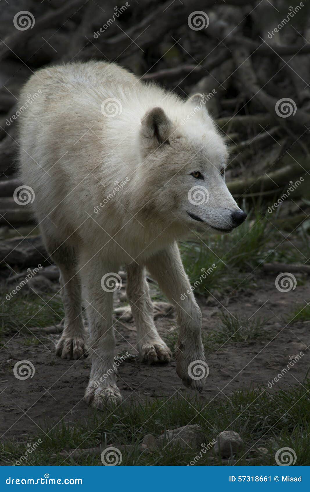 North American Arctic Wolf stock image. Image of woods - 57318661