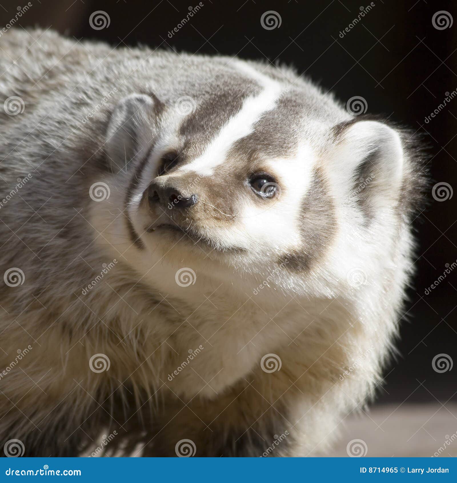 Angry Badger In Vertical Format Stock Photography | CartoonDealer.com ...