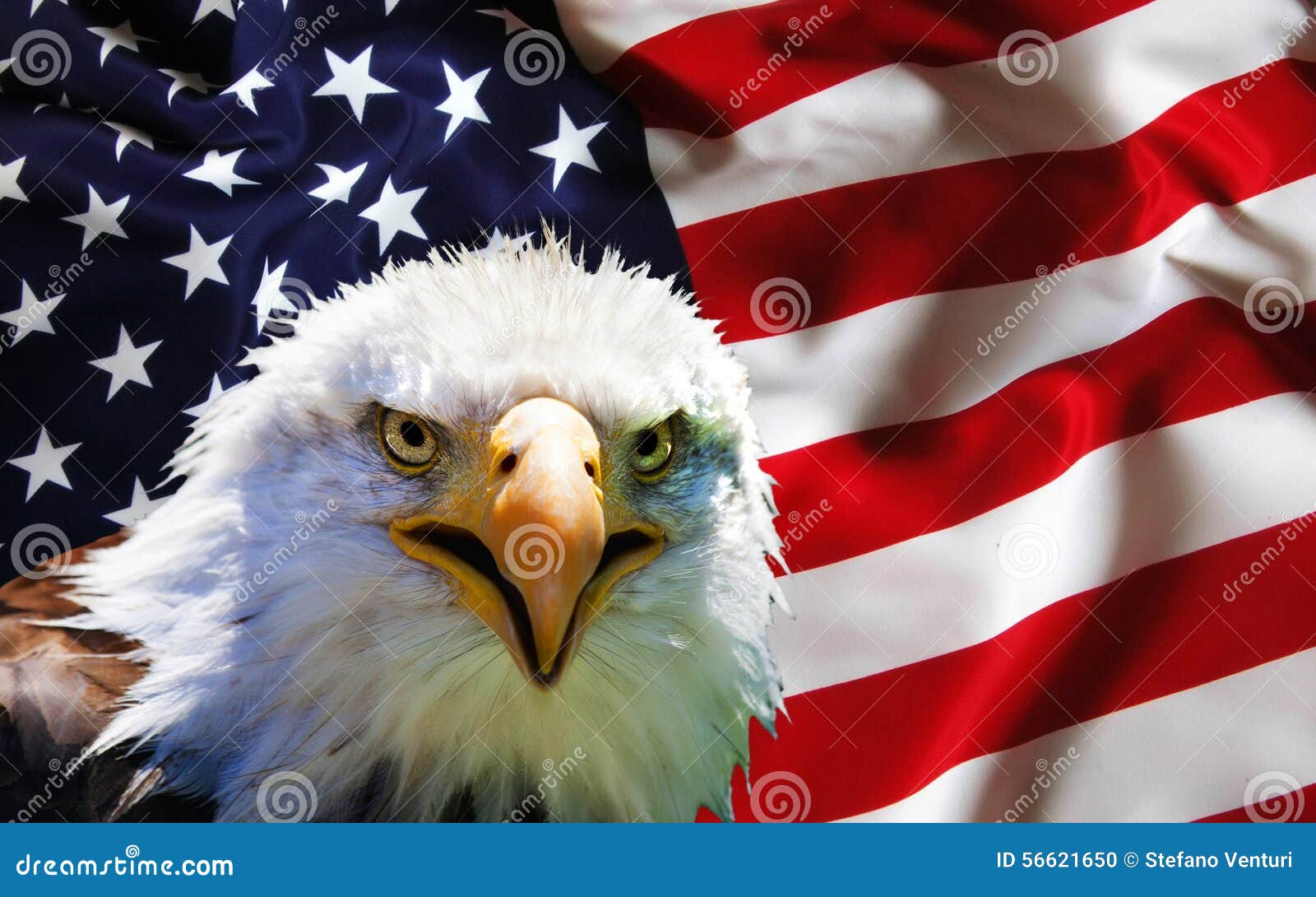 North American Bald Eagle on American Flag Stock Photo - Image of july ...