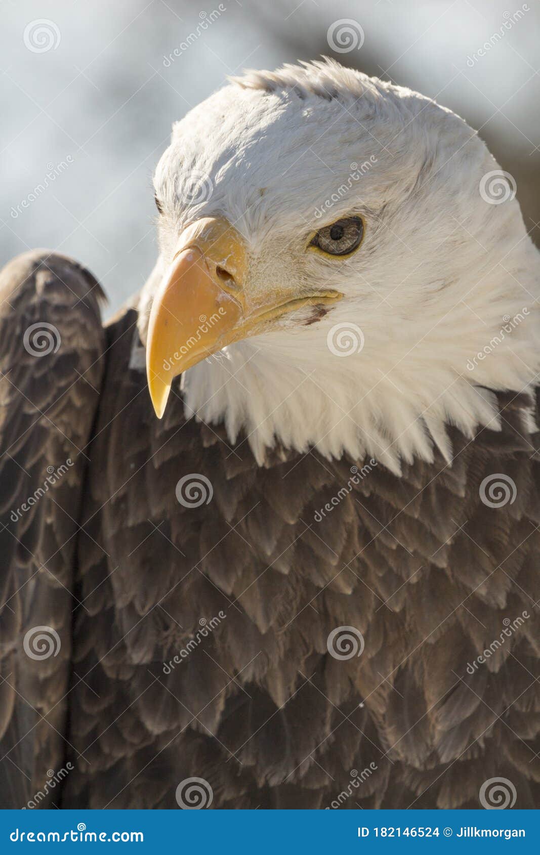 North American Bald Eagle Head Shot Stock Photo - Image of alascanus ...