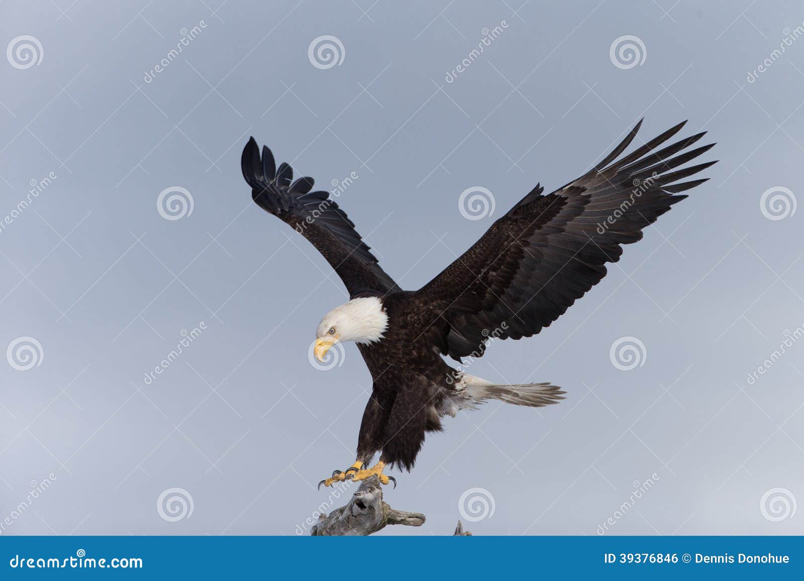 North American Bald Eagle Landing Stock Photo - Image of adult, raptor ...