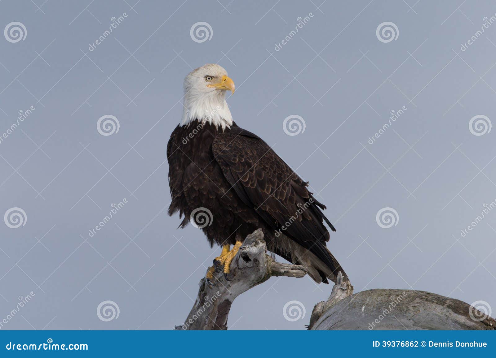 North American Bald Eagle Landing Stock Photo - Image of beak, powerful ...