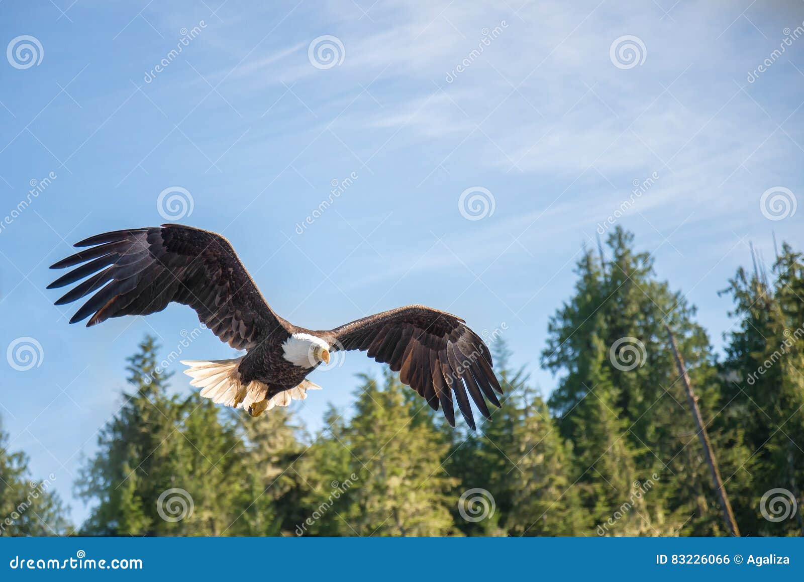 North American Bald Eagle in Mid Flight Stock Photo - Image of feather ...