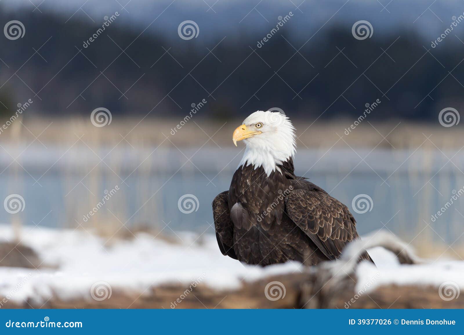 North American Bald Eagle in Snow Stock Photo - Image of portrait ...