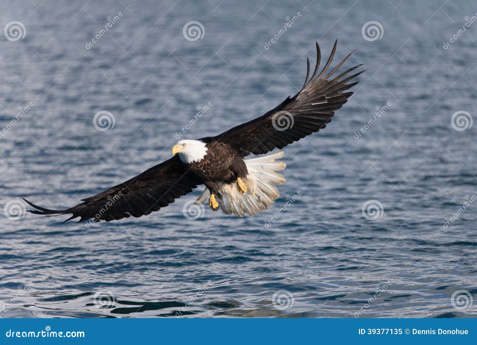 North American Bald Eagle Soaring Stock Image - Image of nature, eagle ...