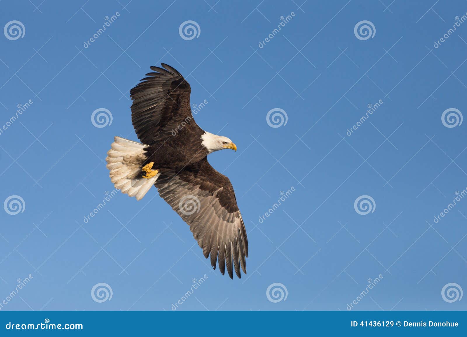 North American Bald Eagle Soaring Stock Image - Image of landing ...