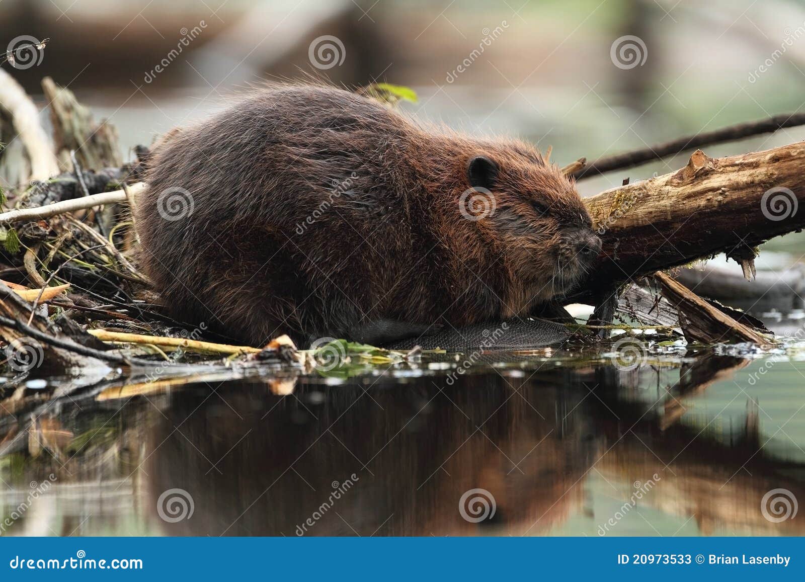 North American Beaver stock image. Image of ontario, north - 20973533