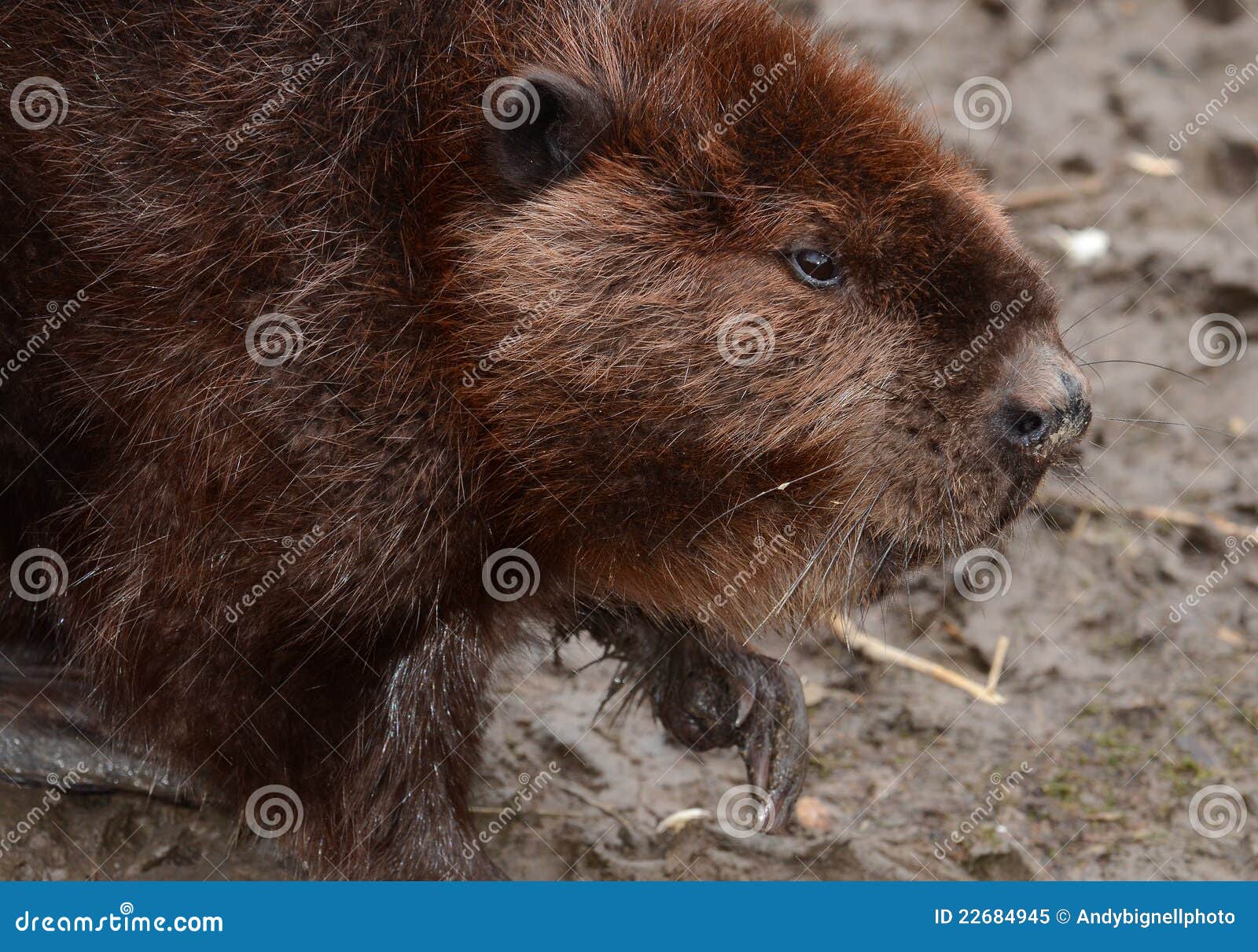 North American Beaver stock image. Image of aquatic, gnaw - 22684945