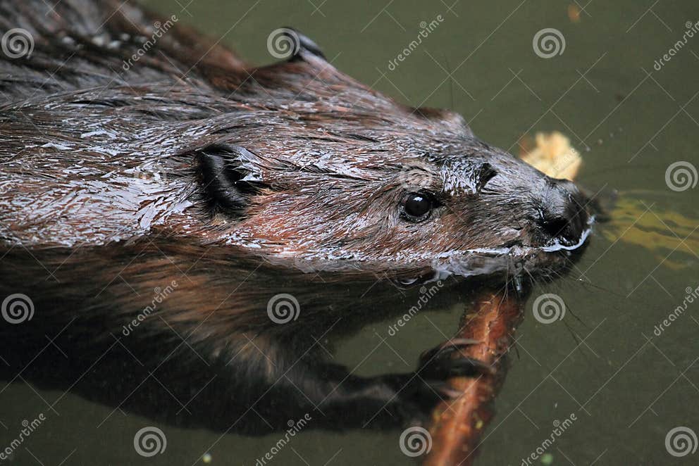 North american beaver stock image. Image of nature, north - 26500921