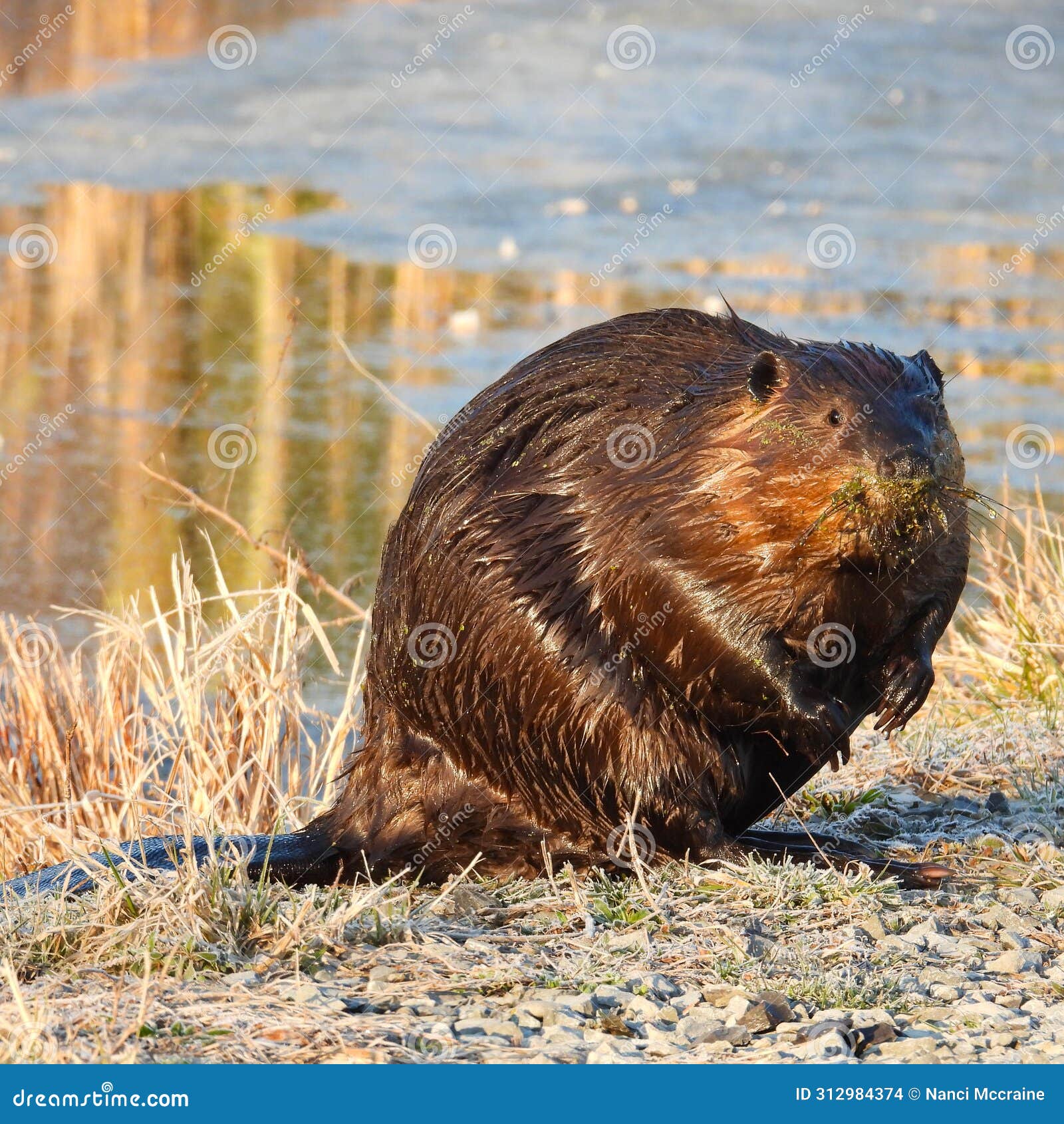 North American Beaver by Natural Swamp Water Home Stock Photo - Image ...