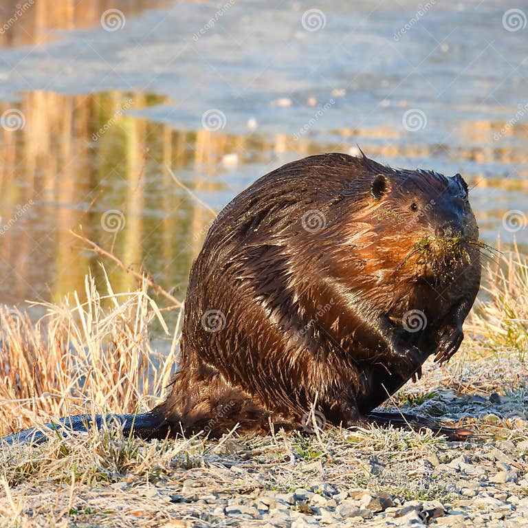 North American Beaver by Natural Swamp Water Home Stock Photo - Image ...