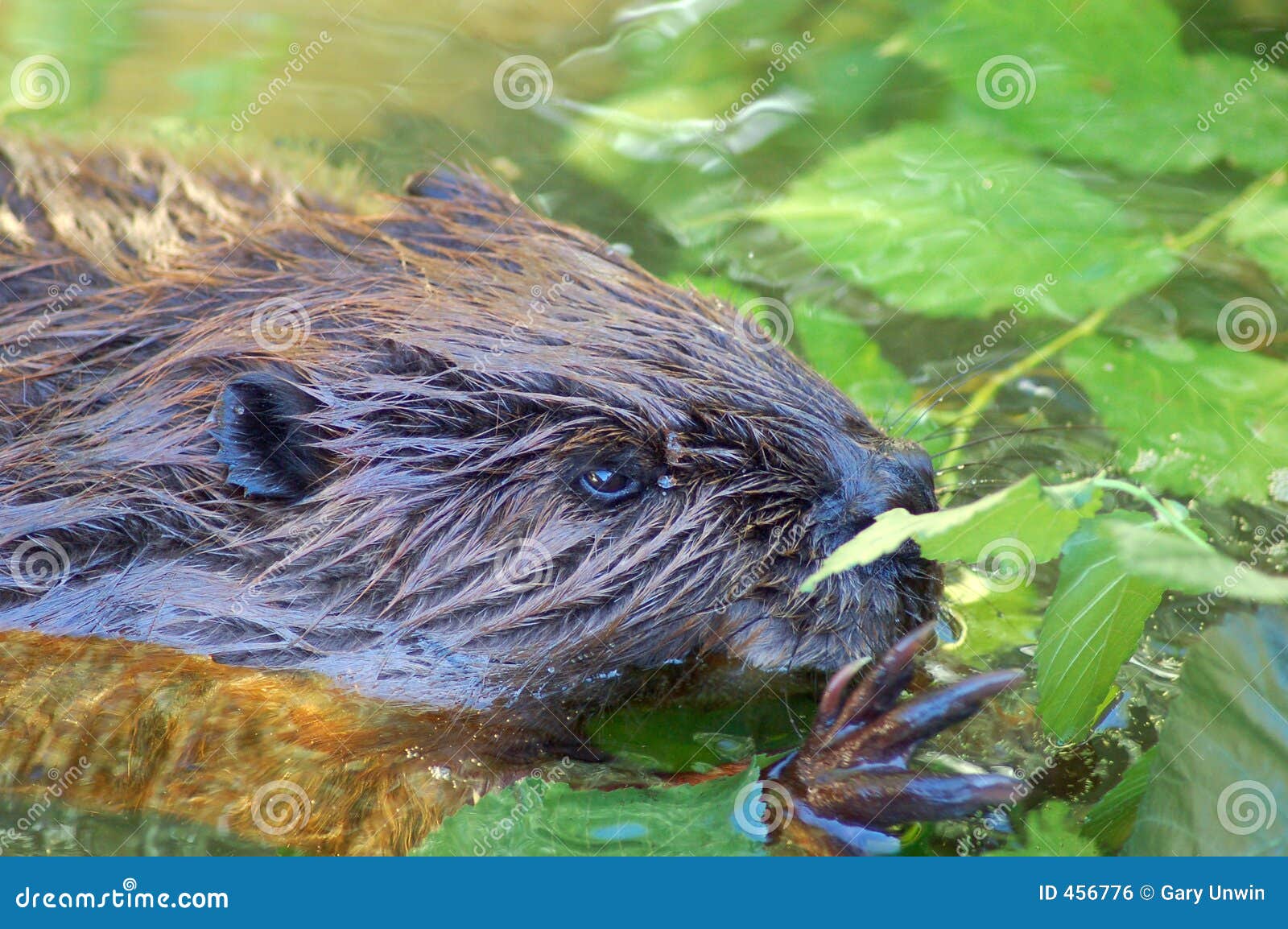 North American Beaver stock photo. Image of nature, reflect - 456776