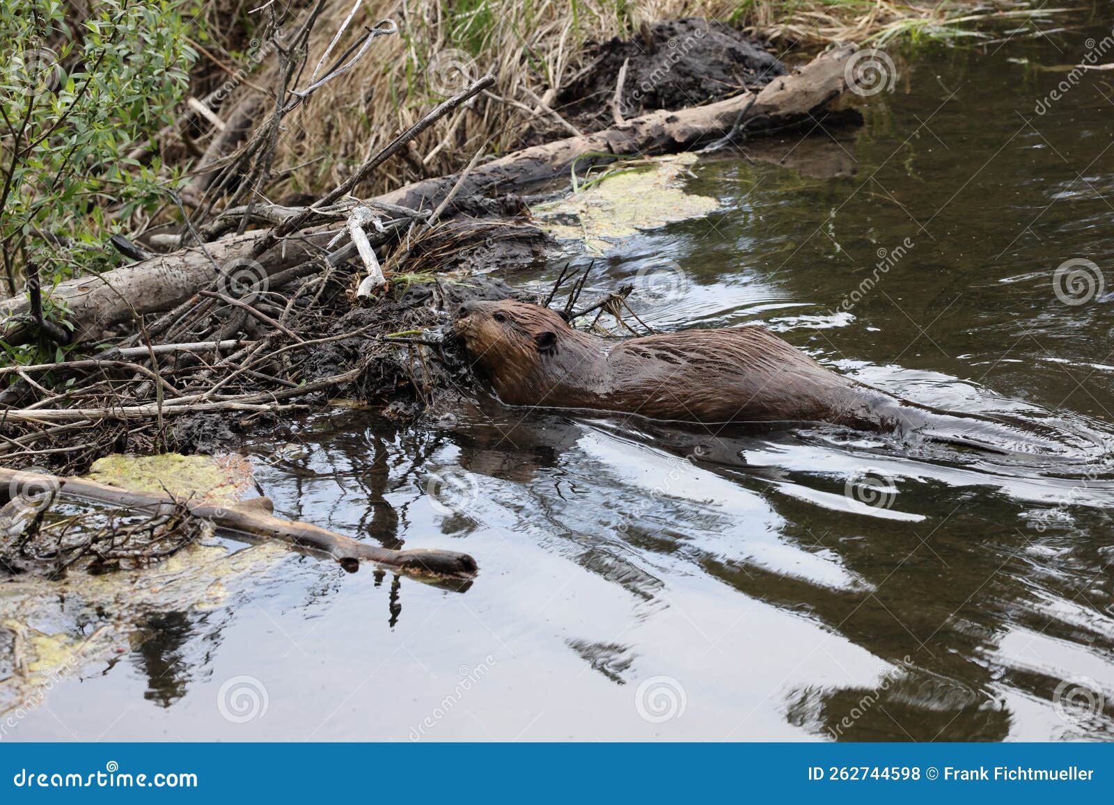 North American Beaver (Castor Canadensis) Alberta Canada Stock Photo ...