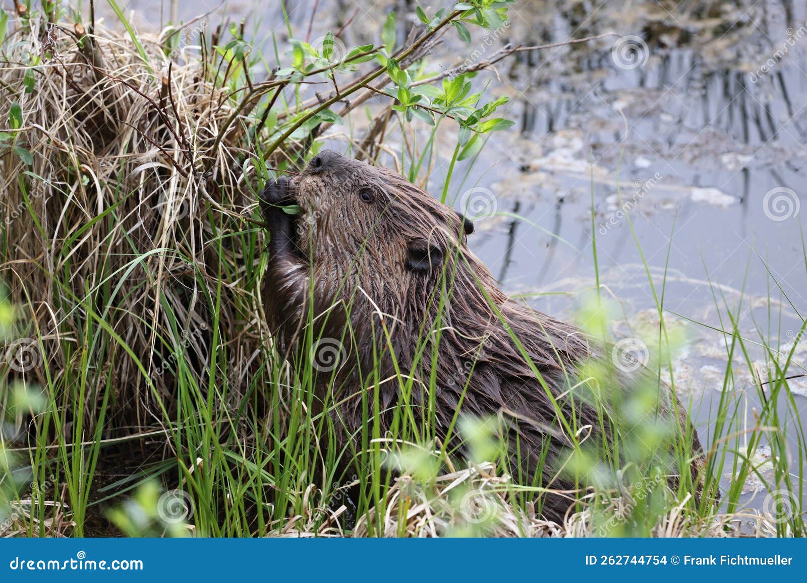 North American Beaver (Castor Canadensis) Alberta Canada Stock Photo ...