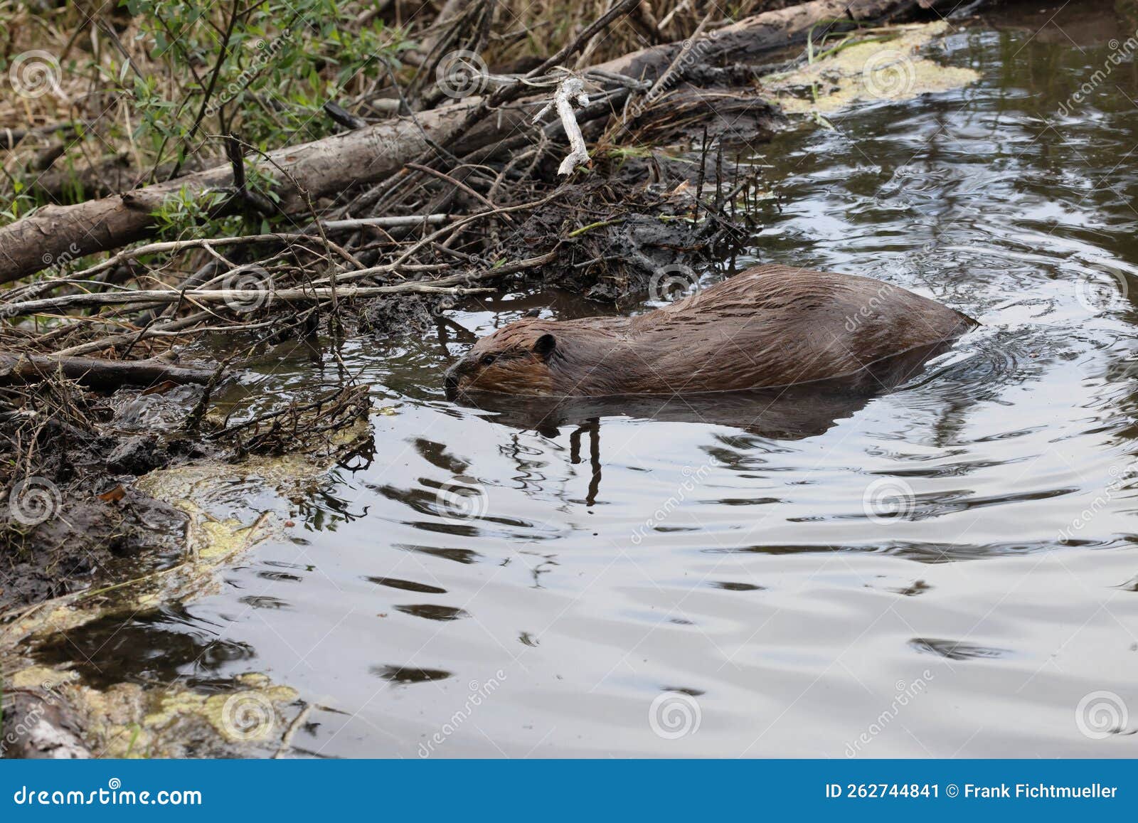 North American Beaver (Castor Canadensis) Alberta Canada Stock Image ...