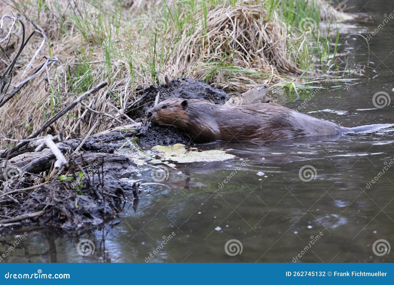 North American Beaver (Castor Canadensis) Alberta Canada Stock Photo ...