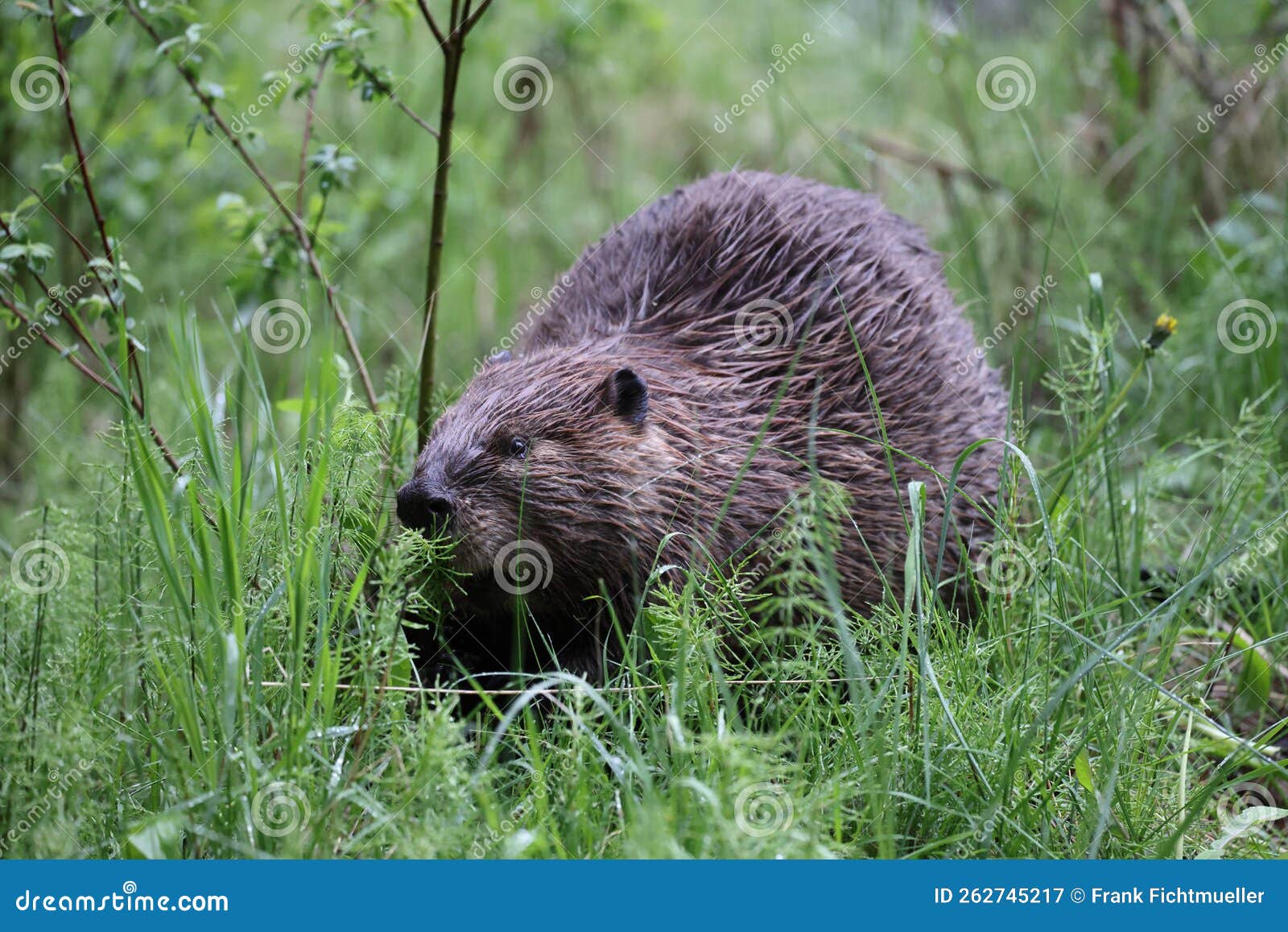 North American Beaver (Castor Canadensis) Alberta Canada Stock Image ...