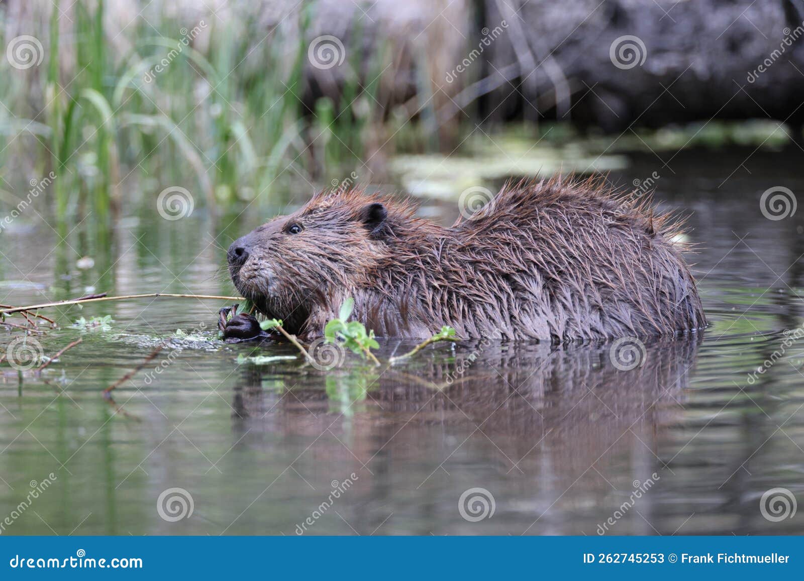 North American Beaver (Castor Canadensis) Alberta Canada Stock Image ...