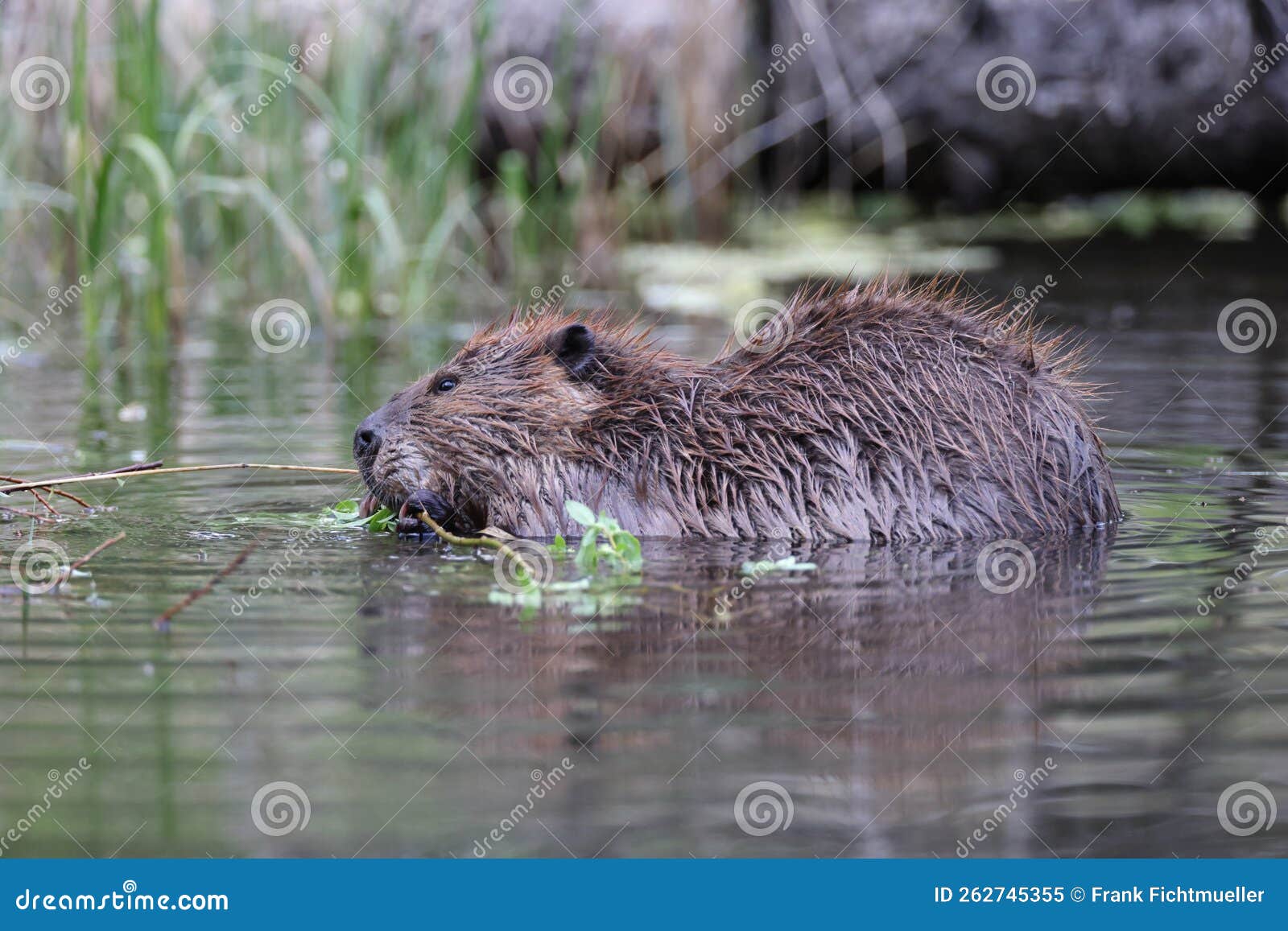 North American Beaver (Castor Canadensis) Alberta Canada Stock Image ...