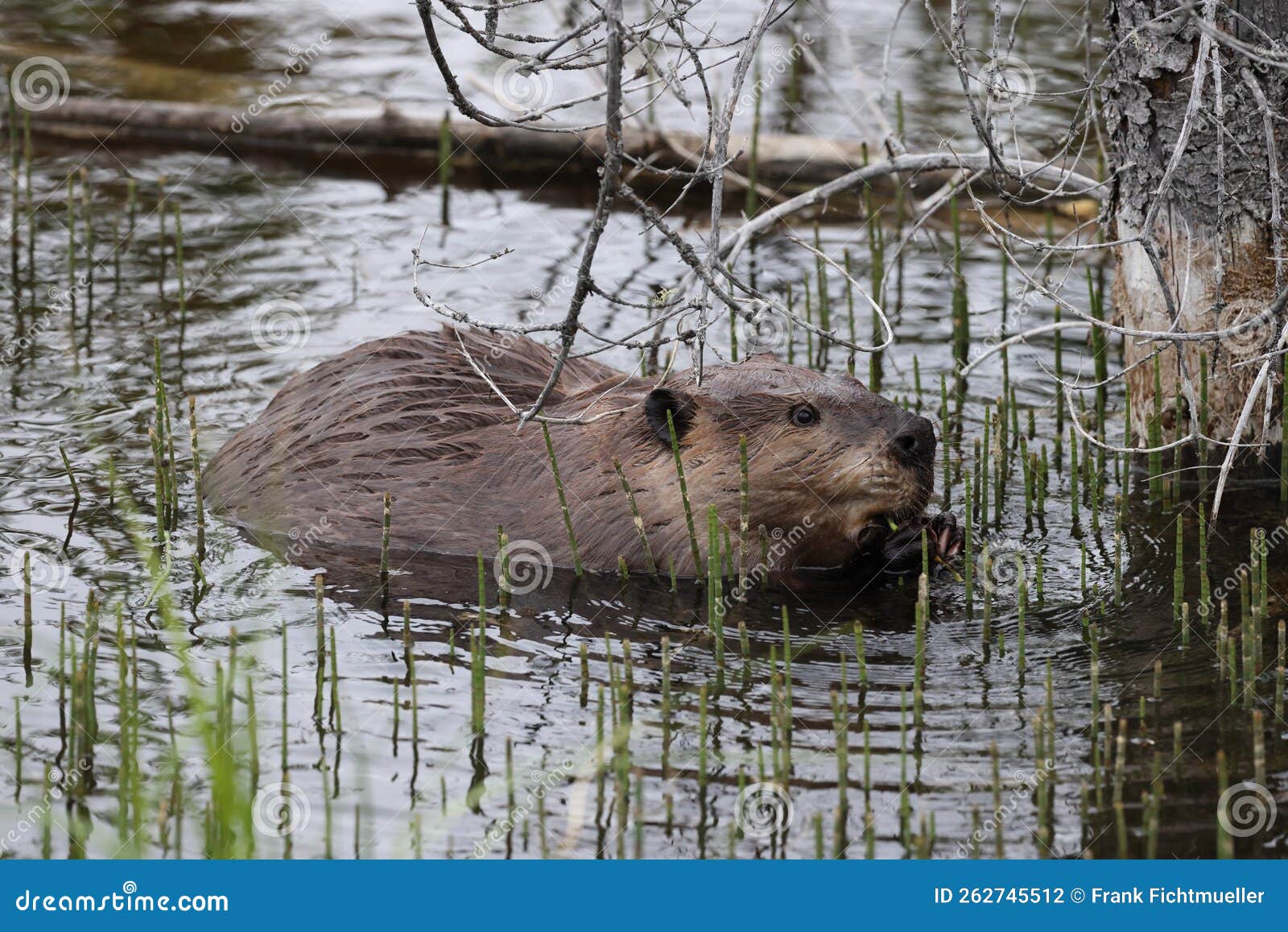 North American Beaver (Castor Canadensis) Alberta Canada Stock Photo ...