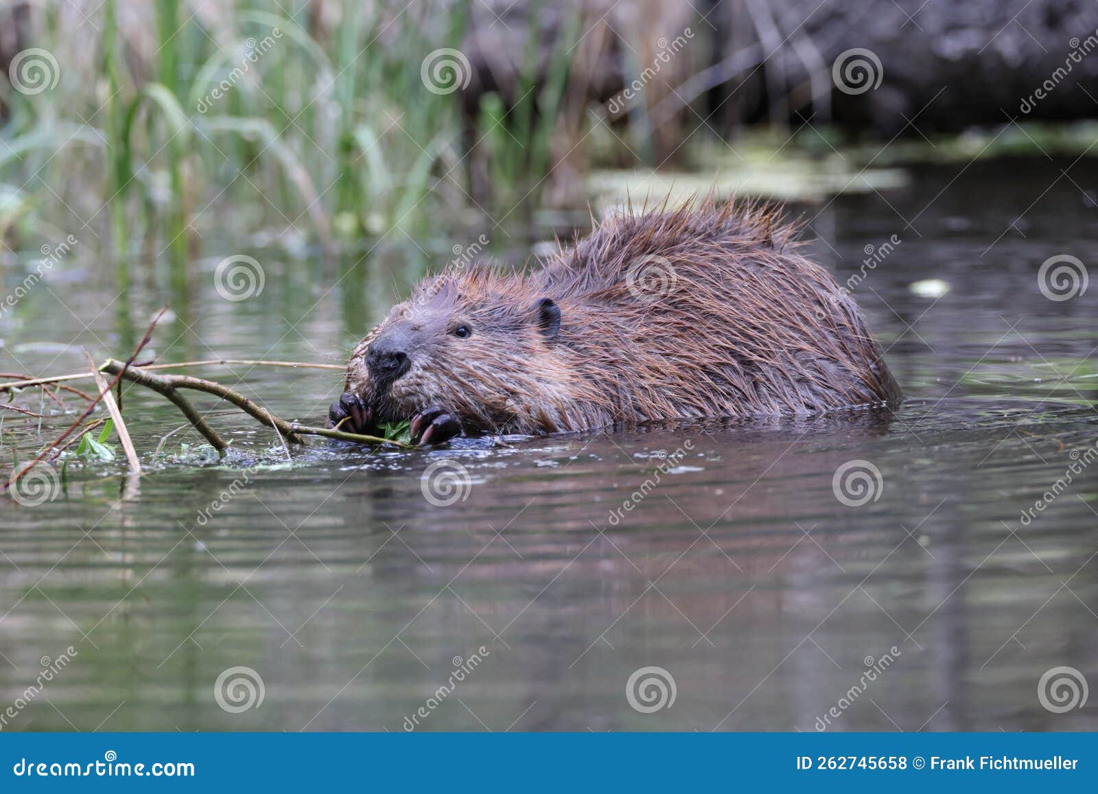 North American Beaver (Castor Canadensis) Alberta Canada Stock Photo ...