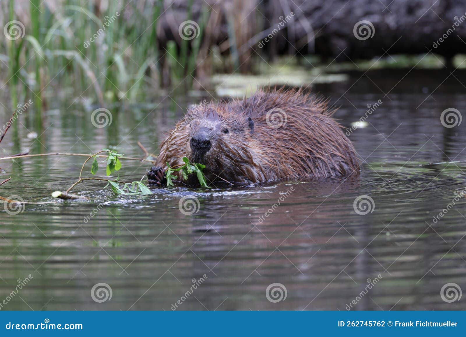 North American Beaver (Castor Canadensis) Alberta Canada Stock Photo ...