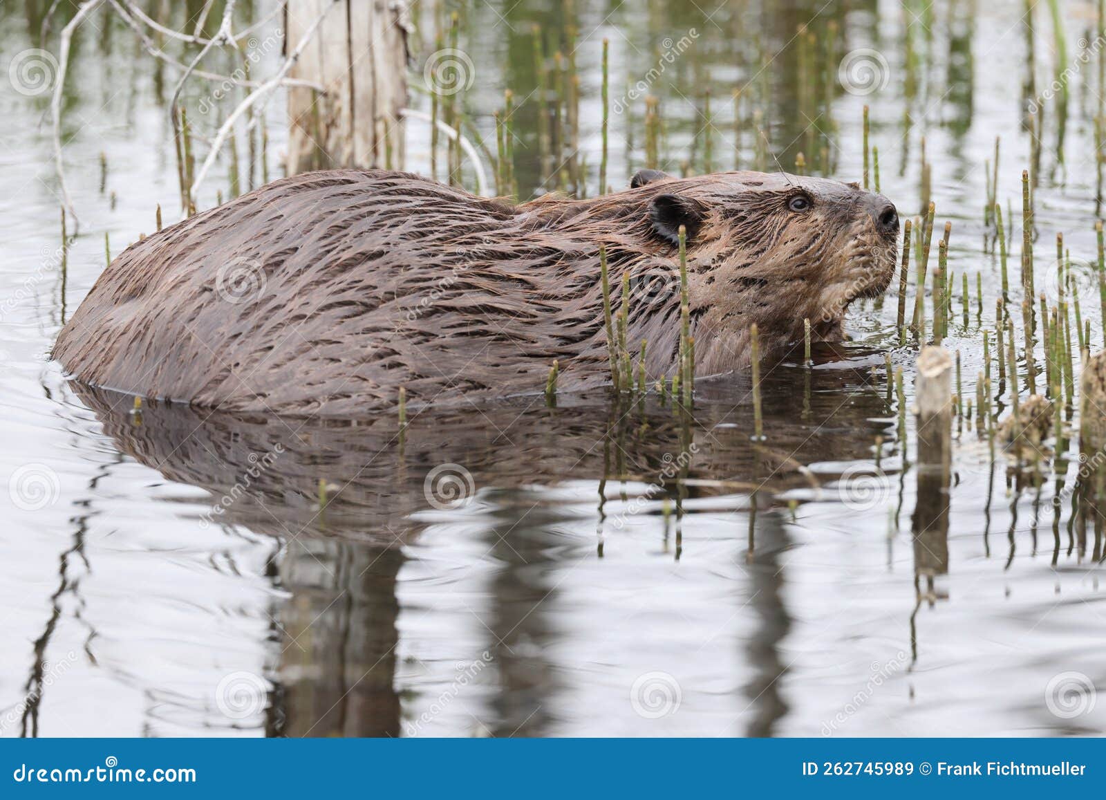 North American Beaver (Castor Canadensis) Alberta Canada Stock Image ...