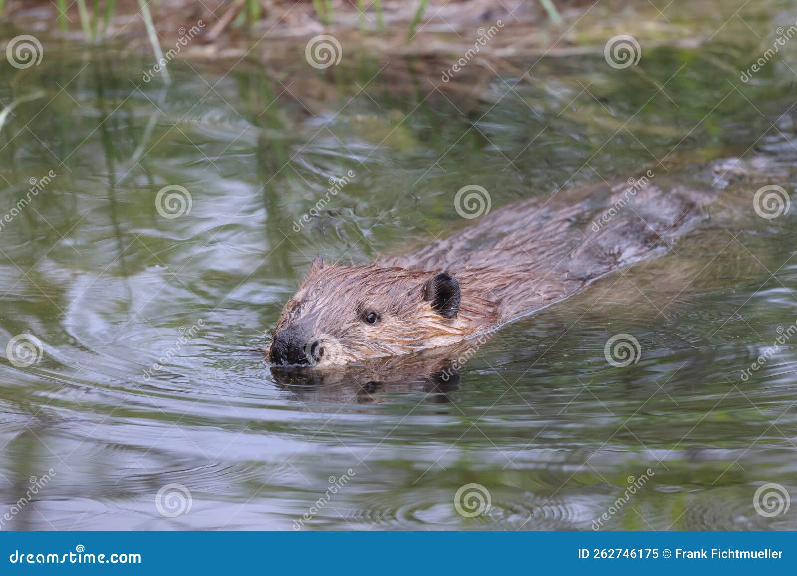 North American Beaver (Castor Canadensis) Alberta Canada Stock Image ...