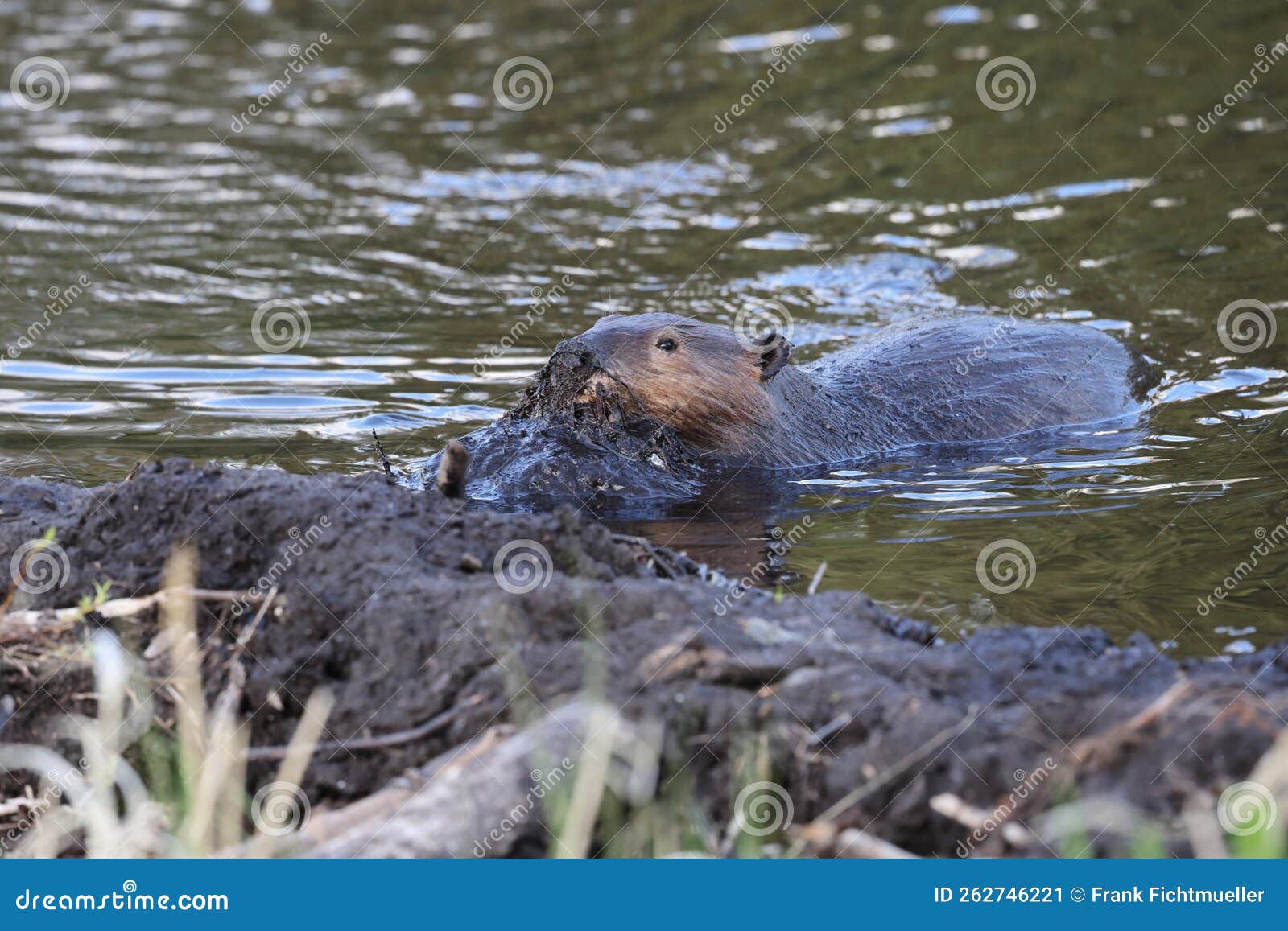 North American Beaver (Castor Canadensis) Alberta Canada Stock Image ...