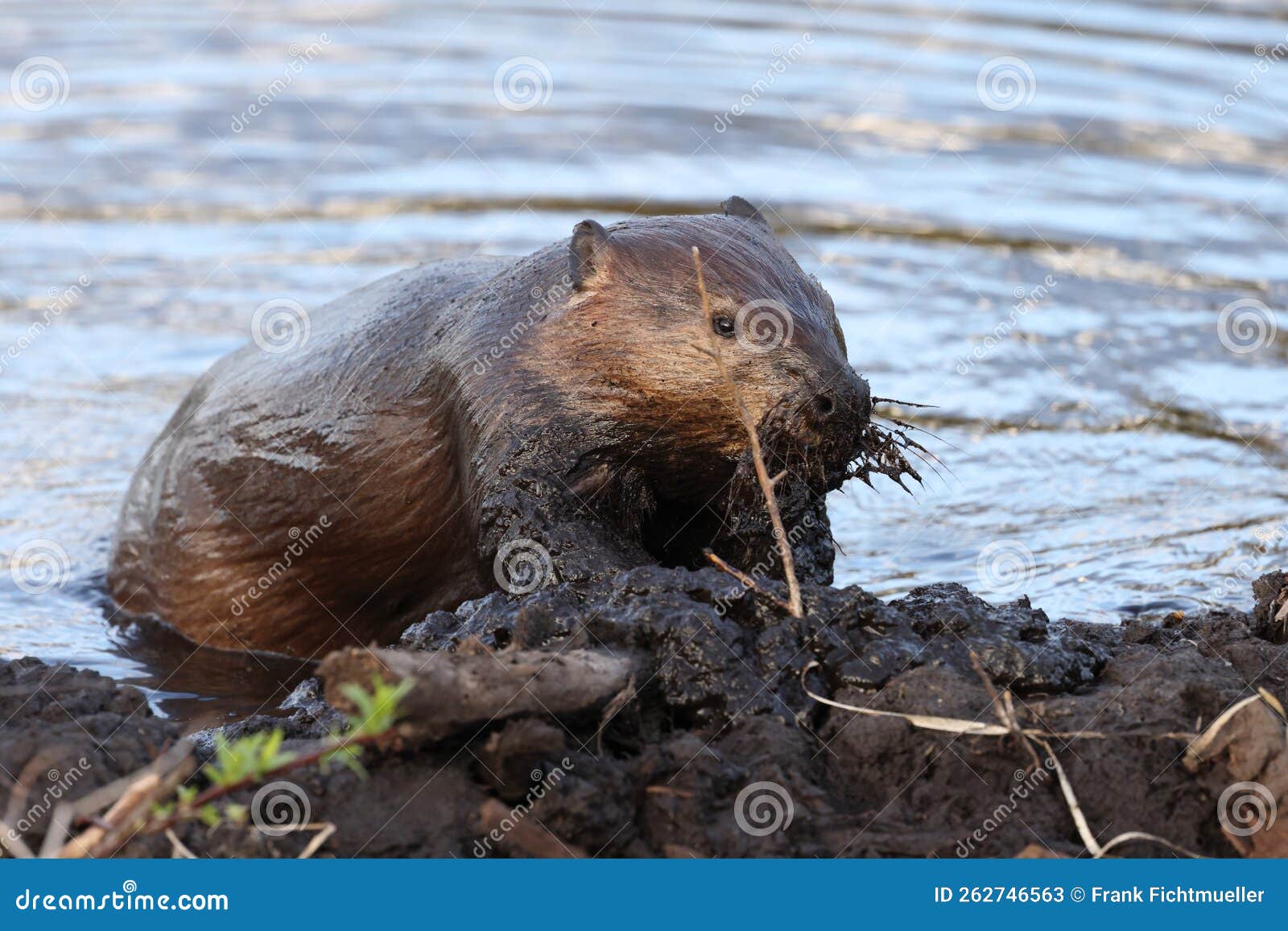 North American Beaver (Castor Canadensis) Alberta Canada Stock Image ...