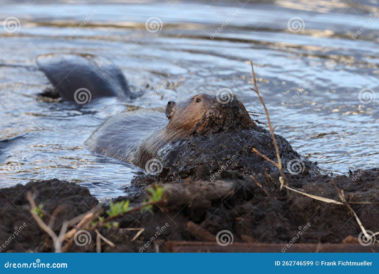 North American Beaver (Castor Canadensis) Alberta Canada Stock Image ...